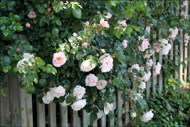 The Case of the Rose Bush That Knew Better | Loulou Downtown