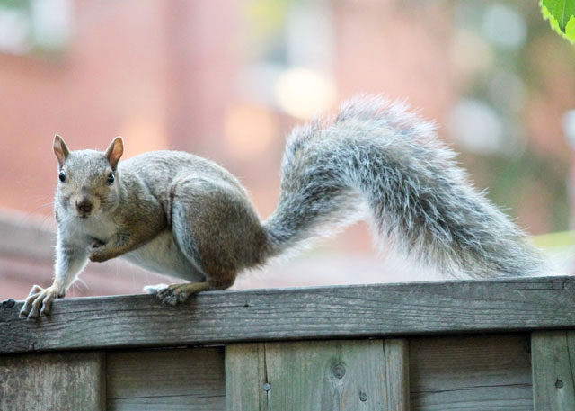 squirrel02,supersquirl,squirlstue_大山谷图库